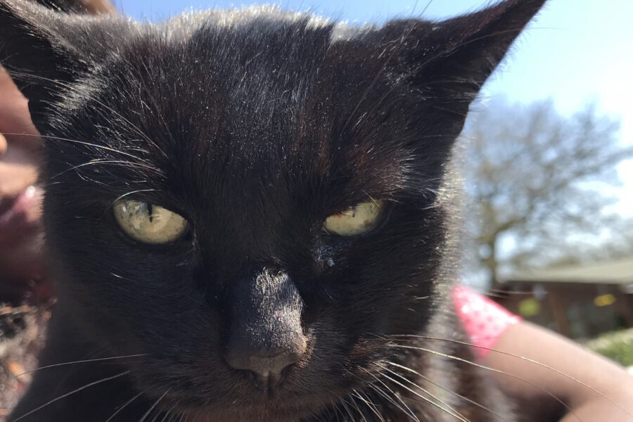 Residents | Hopefield Animal Sanctuary