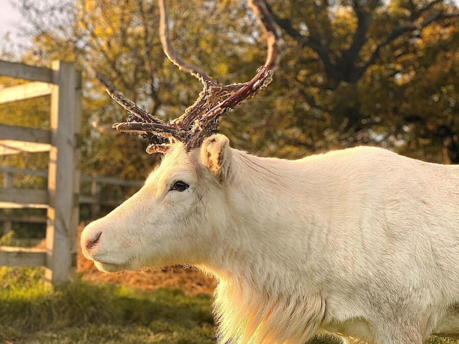 Dancer | Hopefield Animal Sanctuary & Visitor Centre