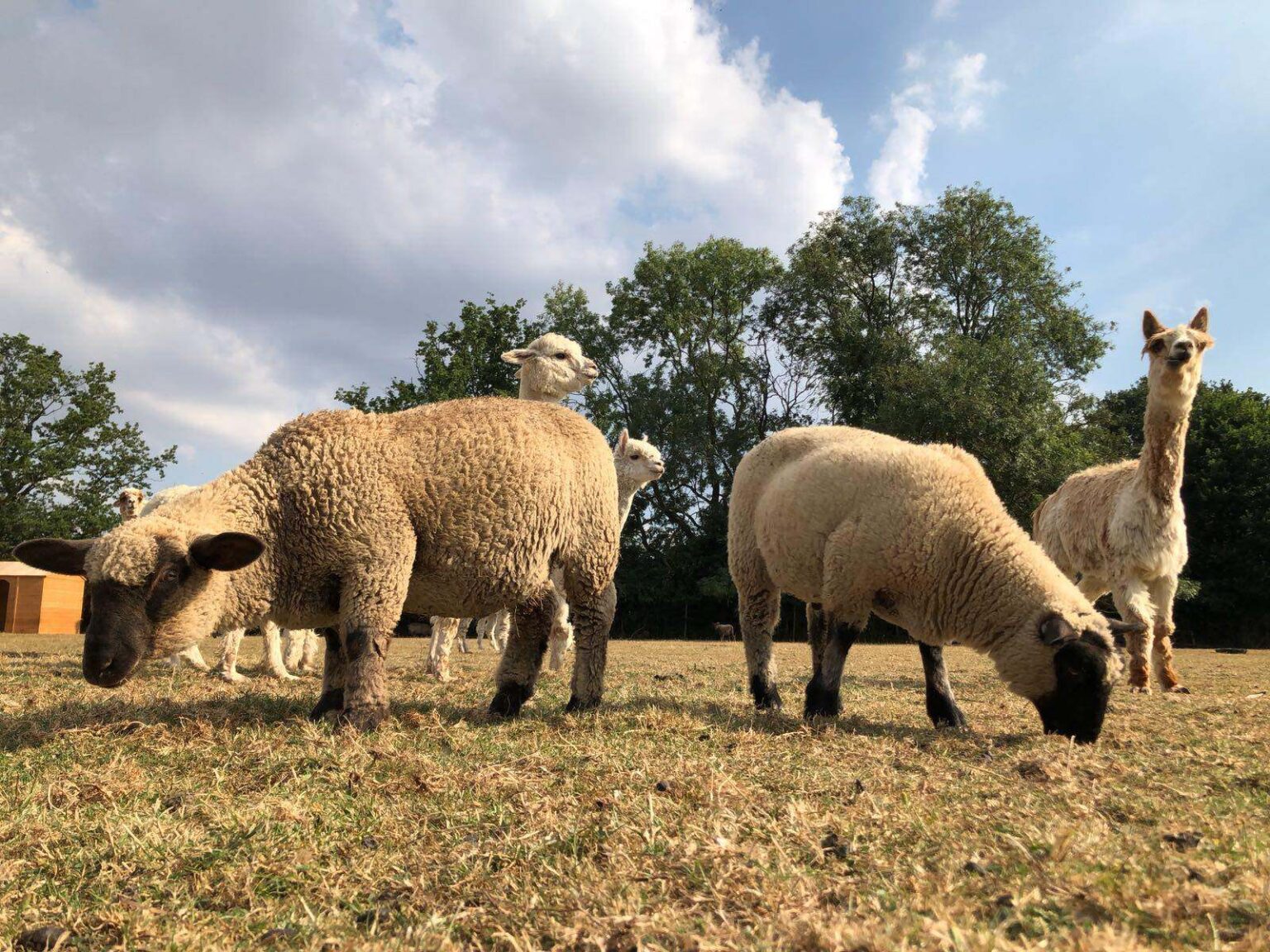 Animals | Hopefield Animal Sanctuary