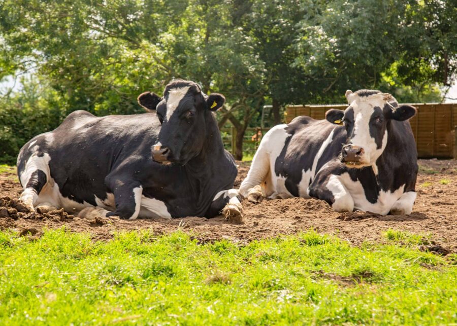 Residents | Hopefield Animal Sanctuary & Visitor Centre