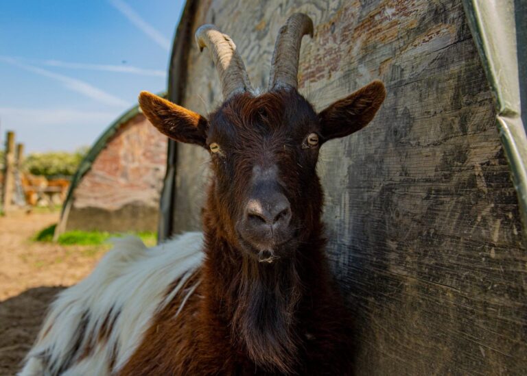 Visitor Info | Hopefield Animal Sanctuary & Visitor Centre