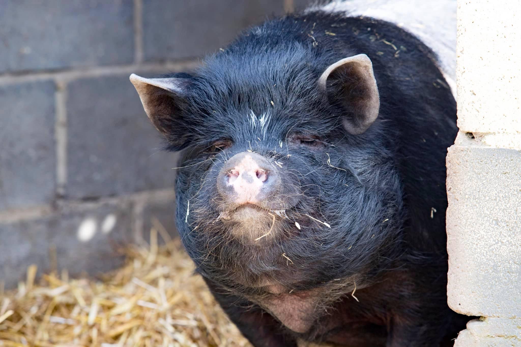 Fidget & Peaches The Pigs | Hopefield Animal Sanctuary & Visitor Centre