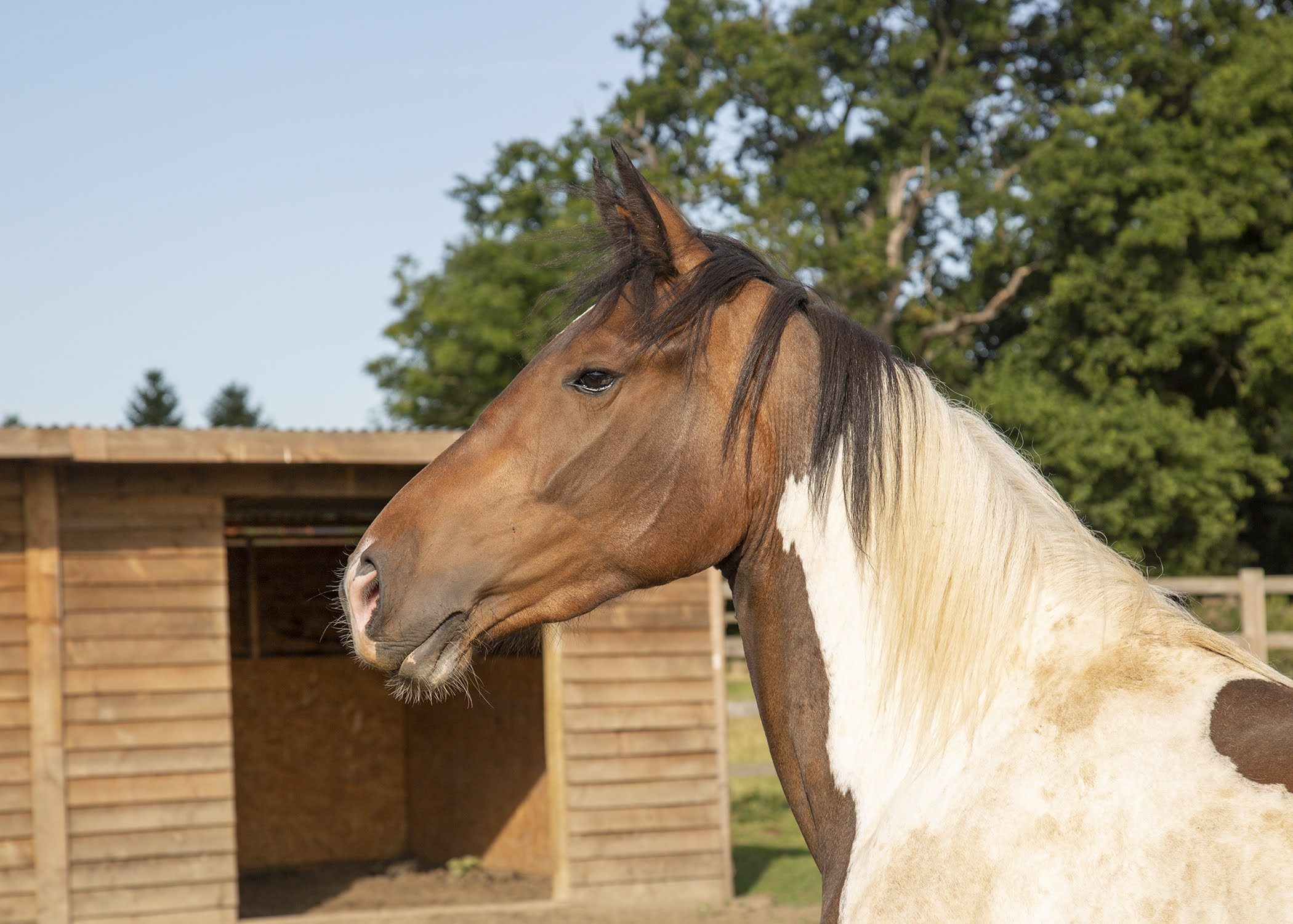 Our Mission | Hopefield Animal Sanctuary & Visitor Centre