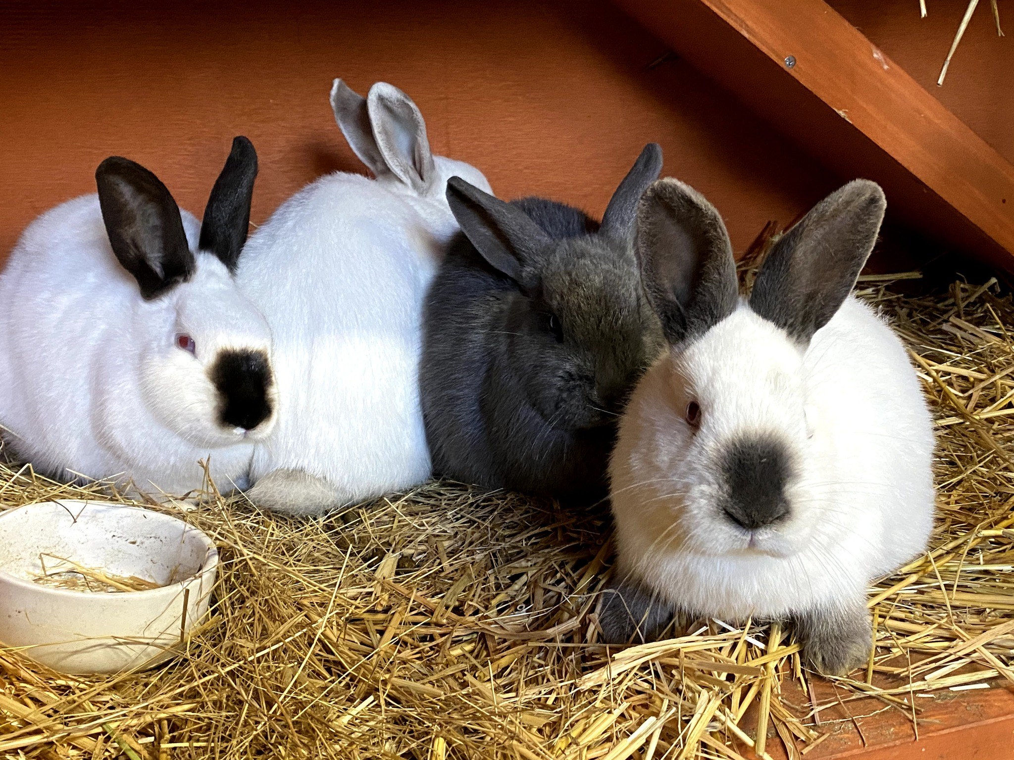 Rabbit rescue: Please do not give bunnies as Easter presents