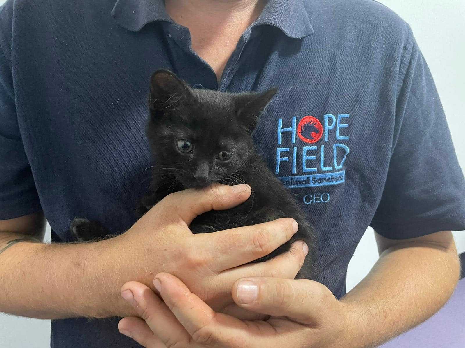 Jet The Kitten | Hopefield Animal Sanctuary & Visitor Centre