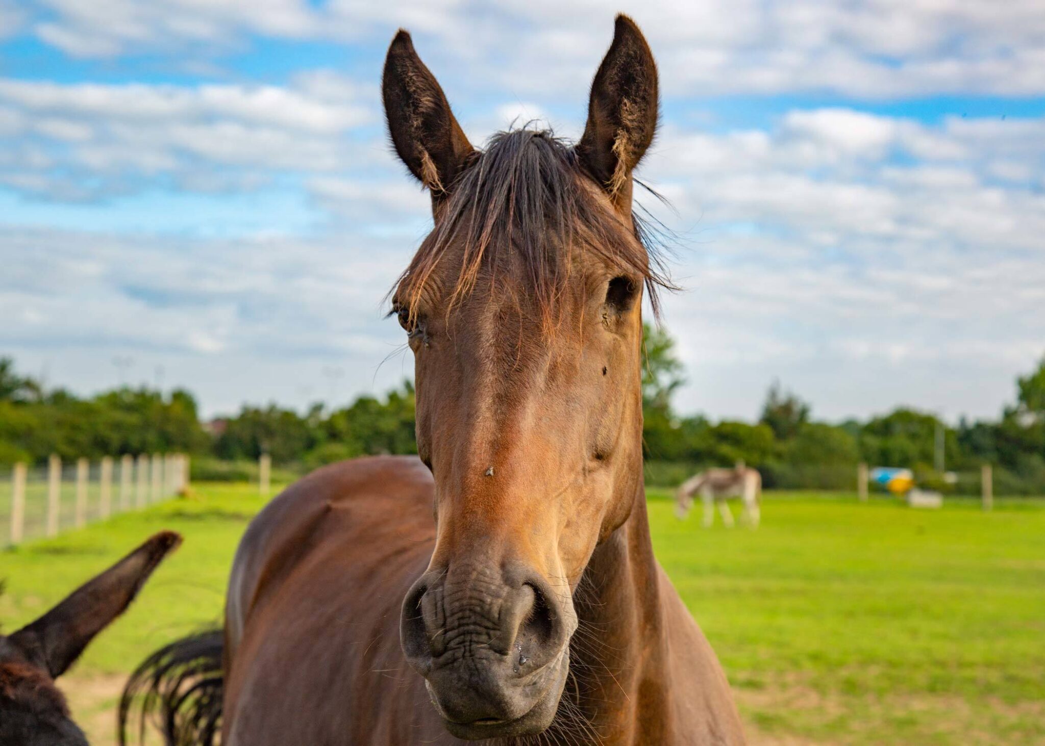 Hopefield Animal Sanctuary & Visitor Centre | Brentwood, Essex