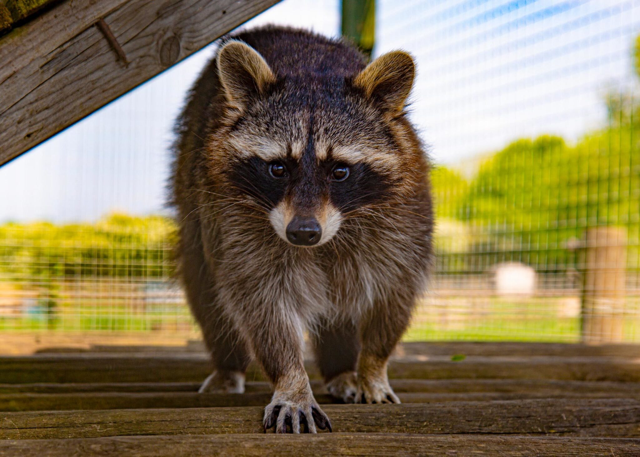 Meeko | Hopefield Animal Sanctuary & Visitor Centre