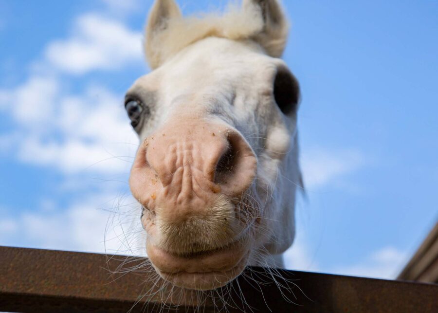 Residents | Hopefield Animal Sanctuary
