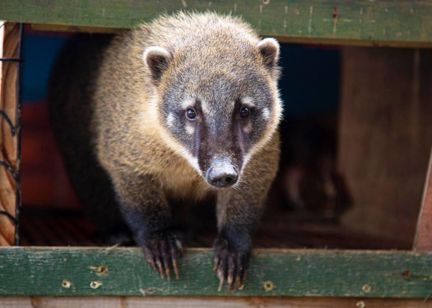 Ping The Coatimundi | Hopefield Animal Sanctuary & Visitor Centre