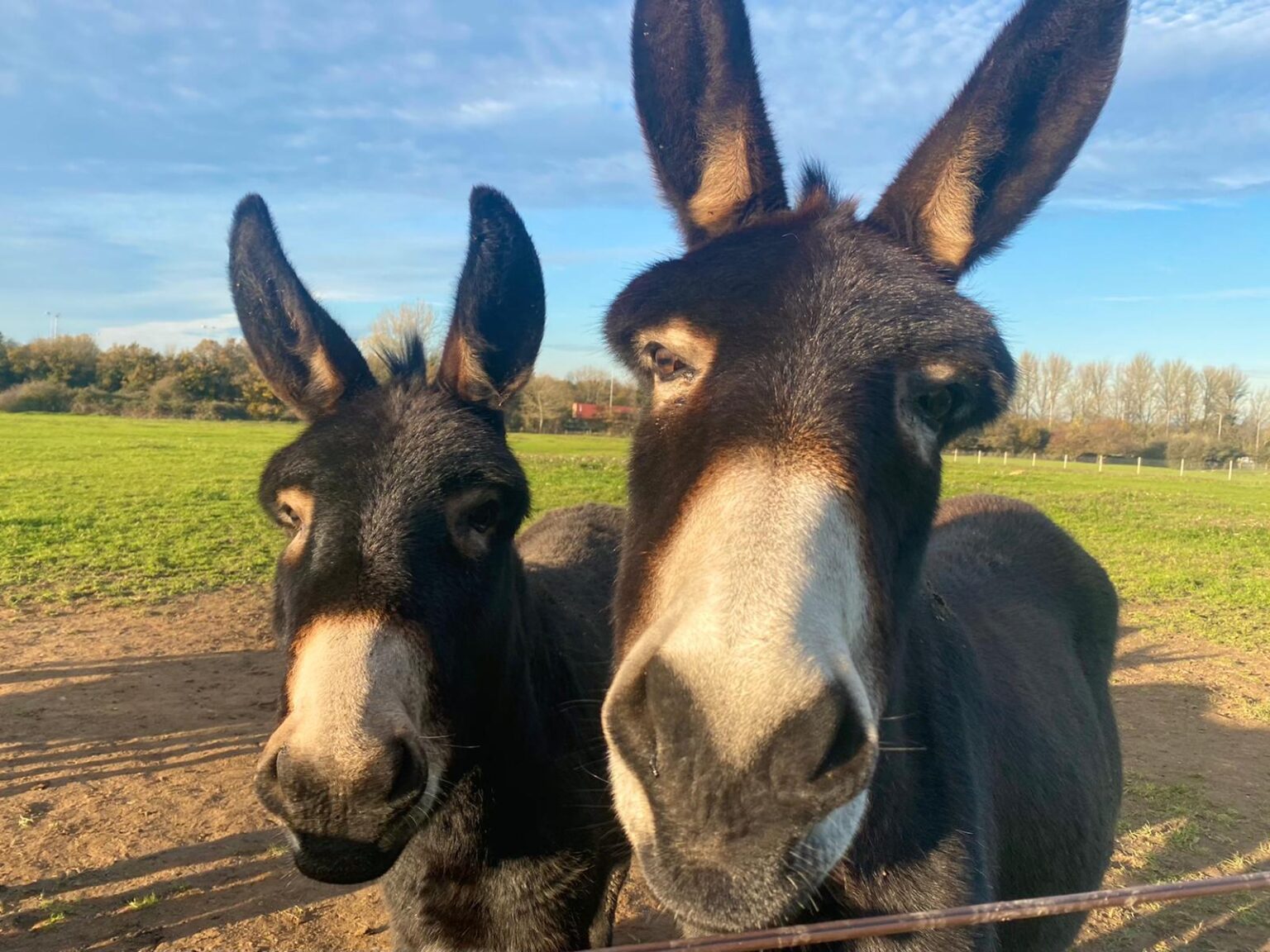 Regina and Ernie | Hopefield Animal Sanctuary & Visitor Centre