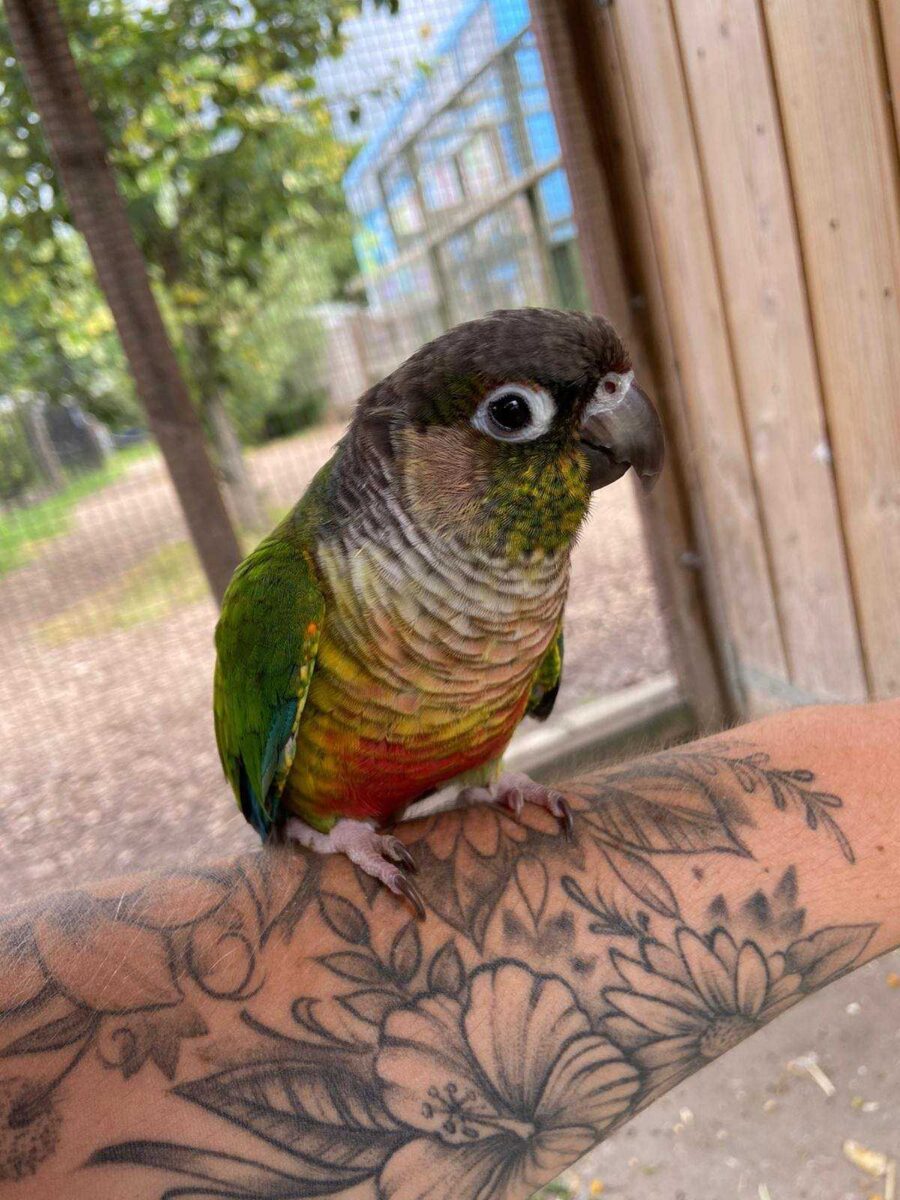 Sinbad The Conure | Hopefield Animal Sanctuary & Visitor Centre