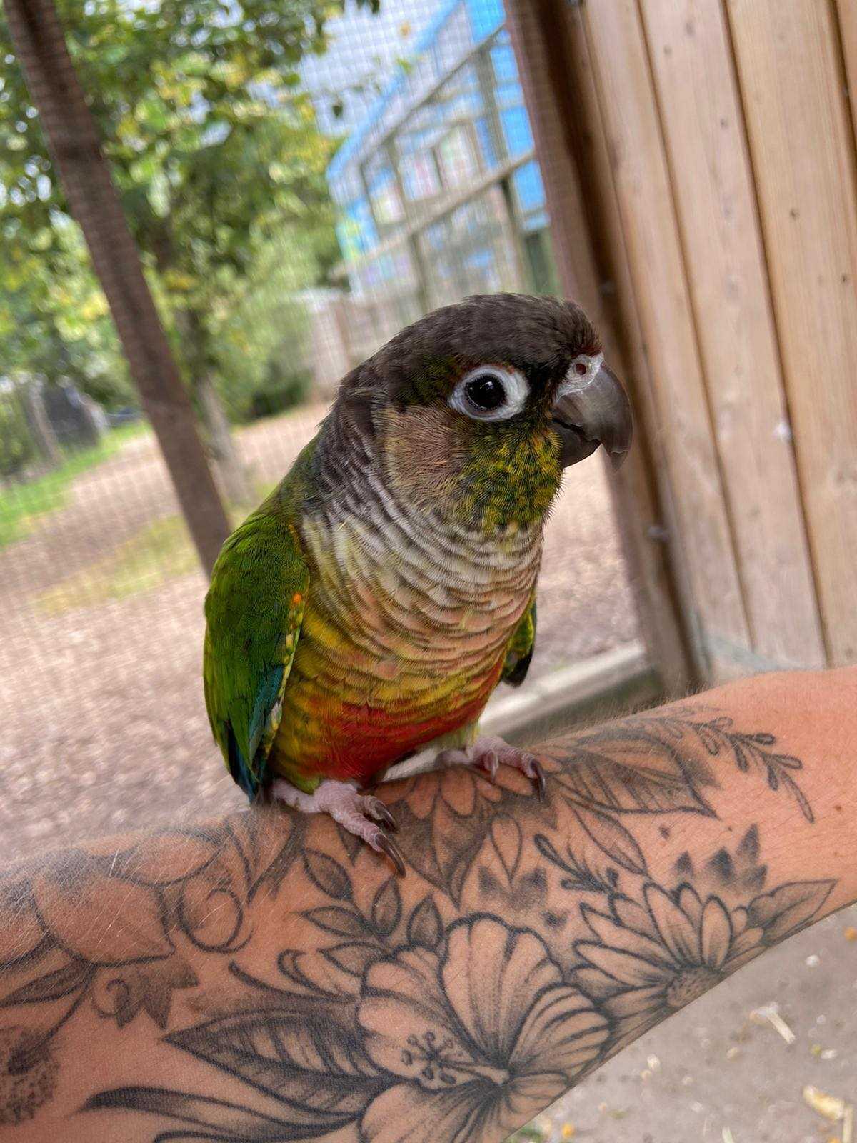 Sinbad The Conure | Hopefield Animal Sanctuary & Visitor Centre