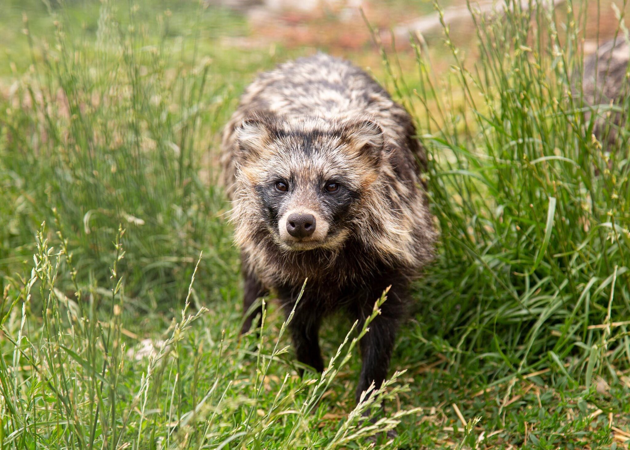 Takara The Tanuki | Hopefield Animal Sanctuary & Visitor Centre