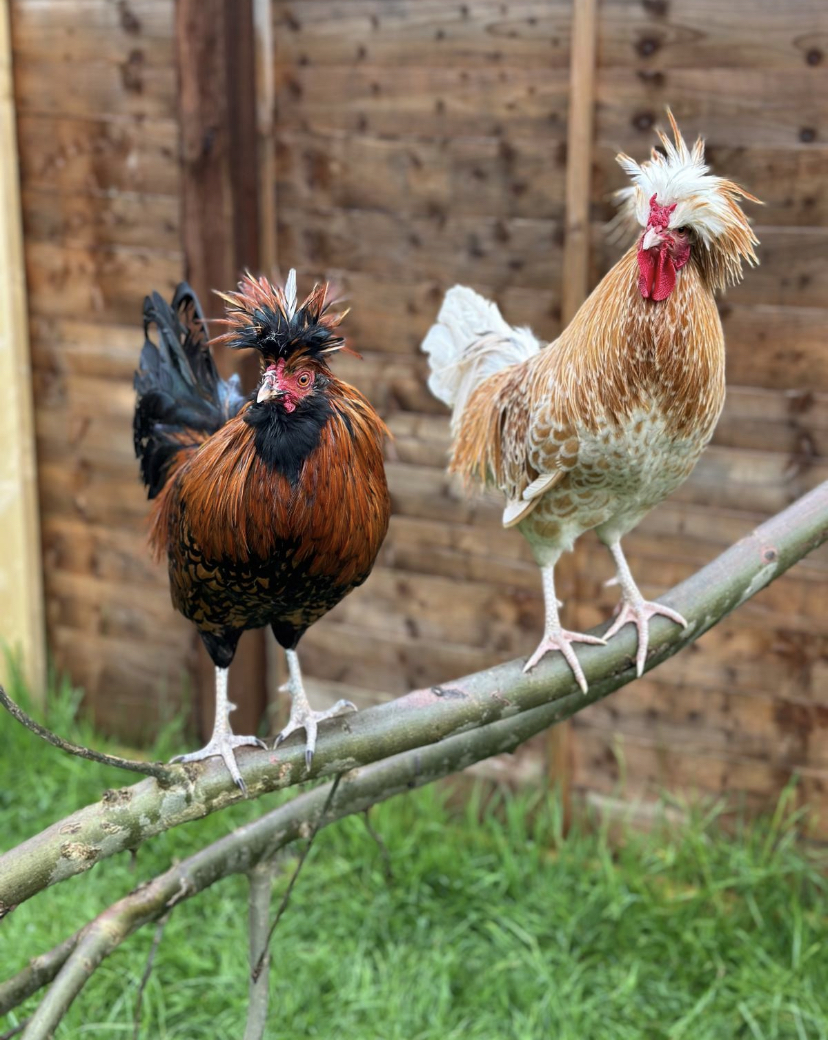Meet Daniel and Derek the Polish Chickens