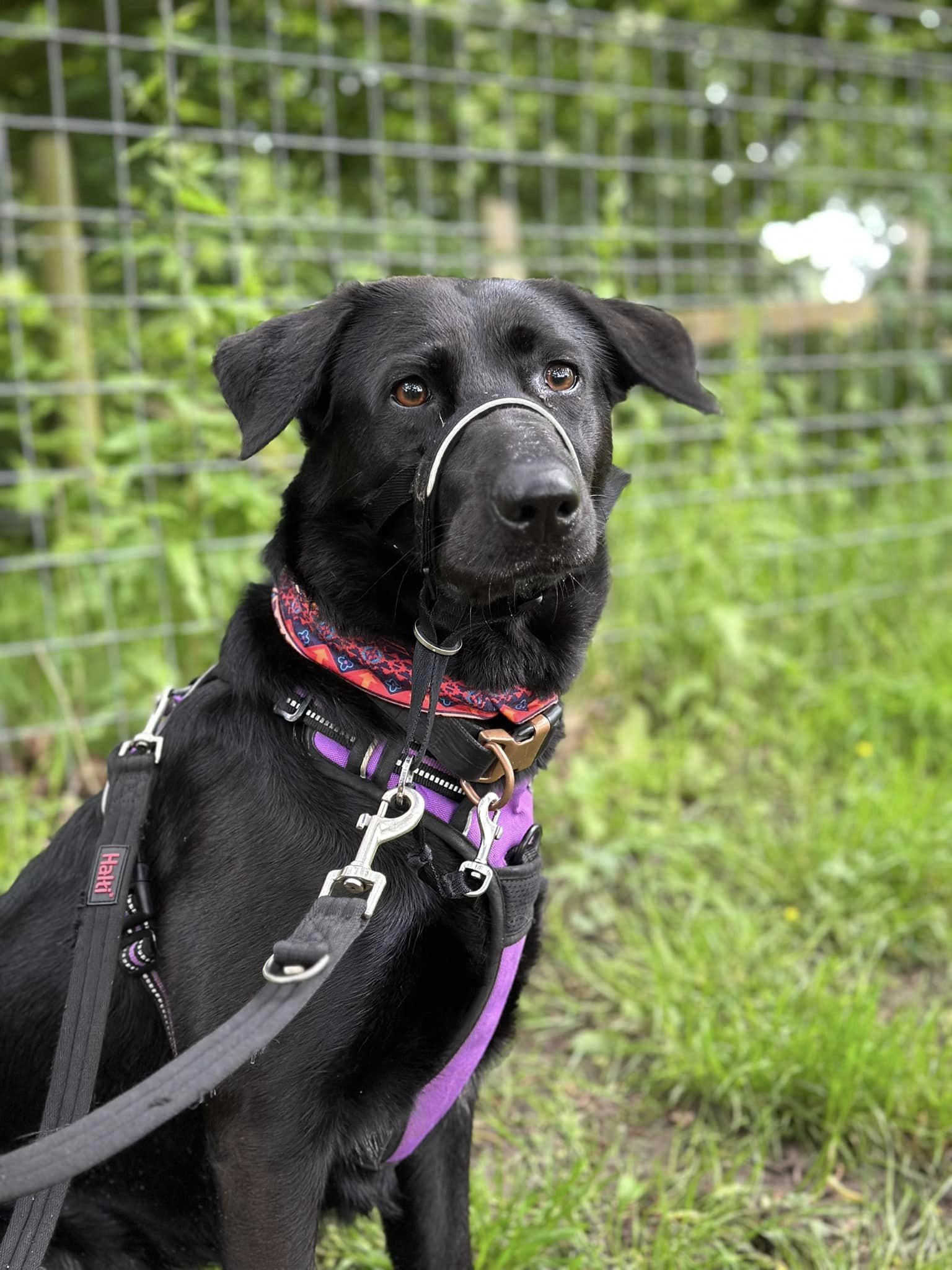 Meet Luna the Lab x German Shepherd