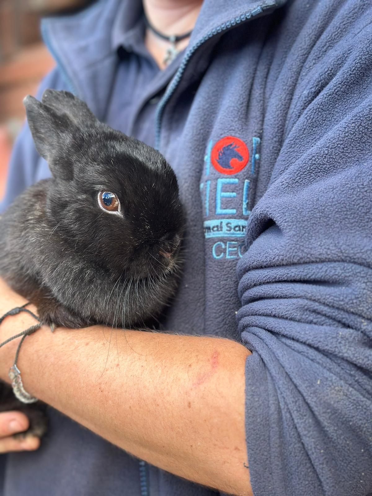 Rabbit Rescue: Welcome to Hopefield, Midnight