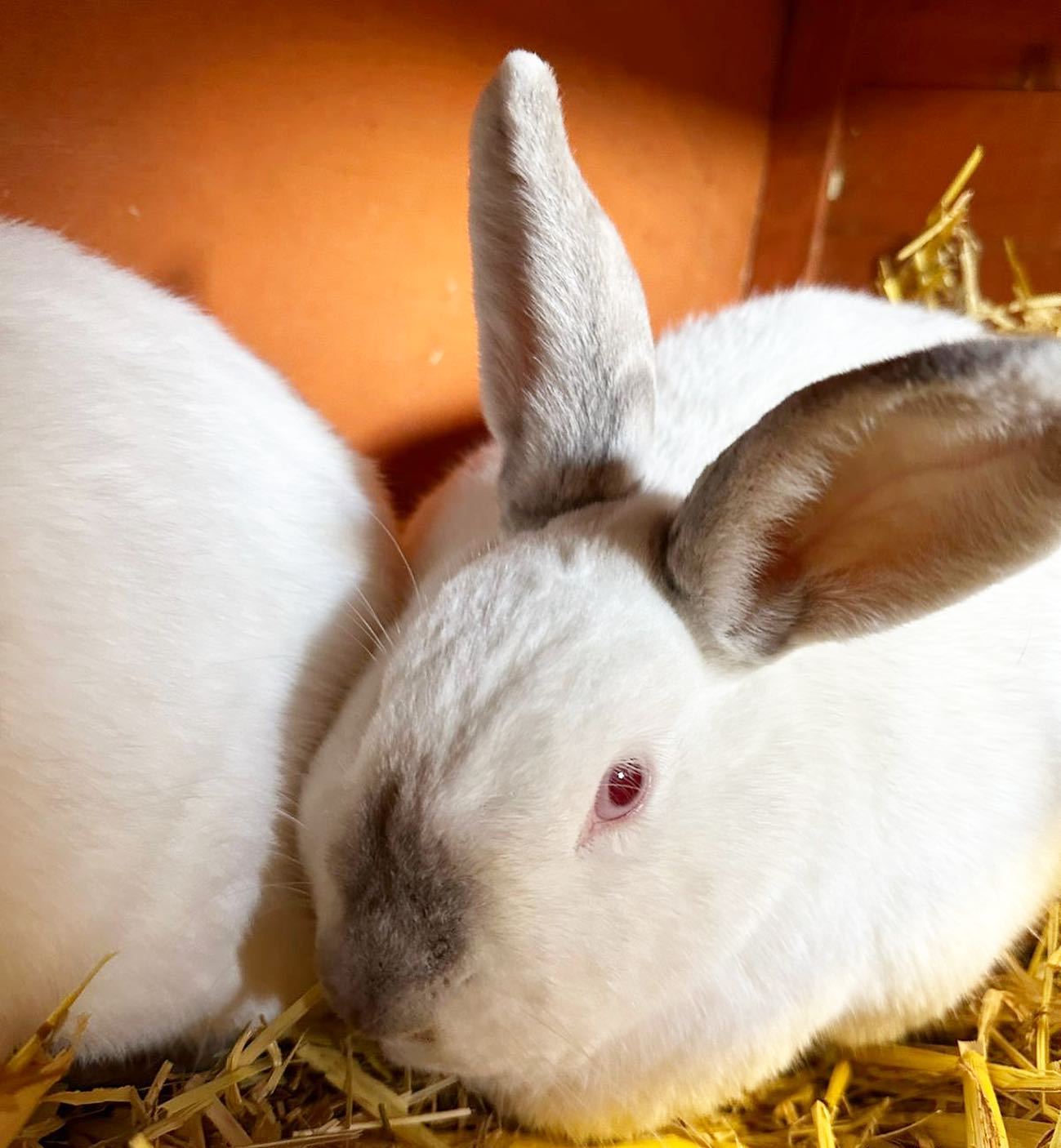 RIP Blossom the Rabbit