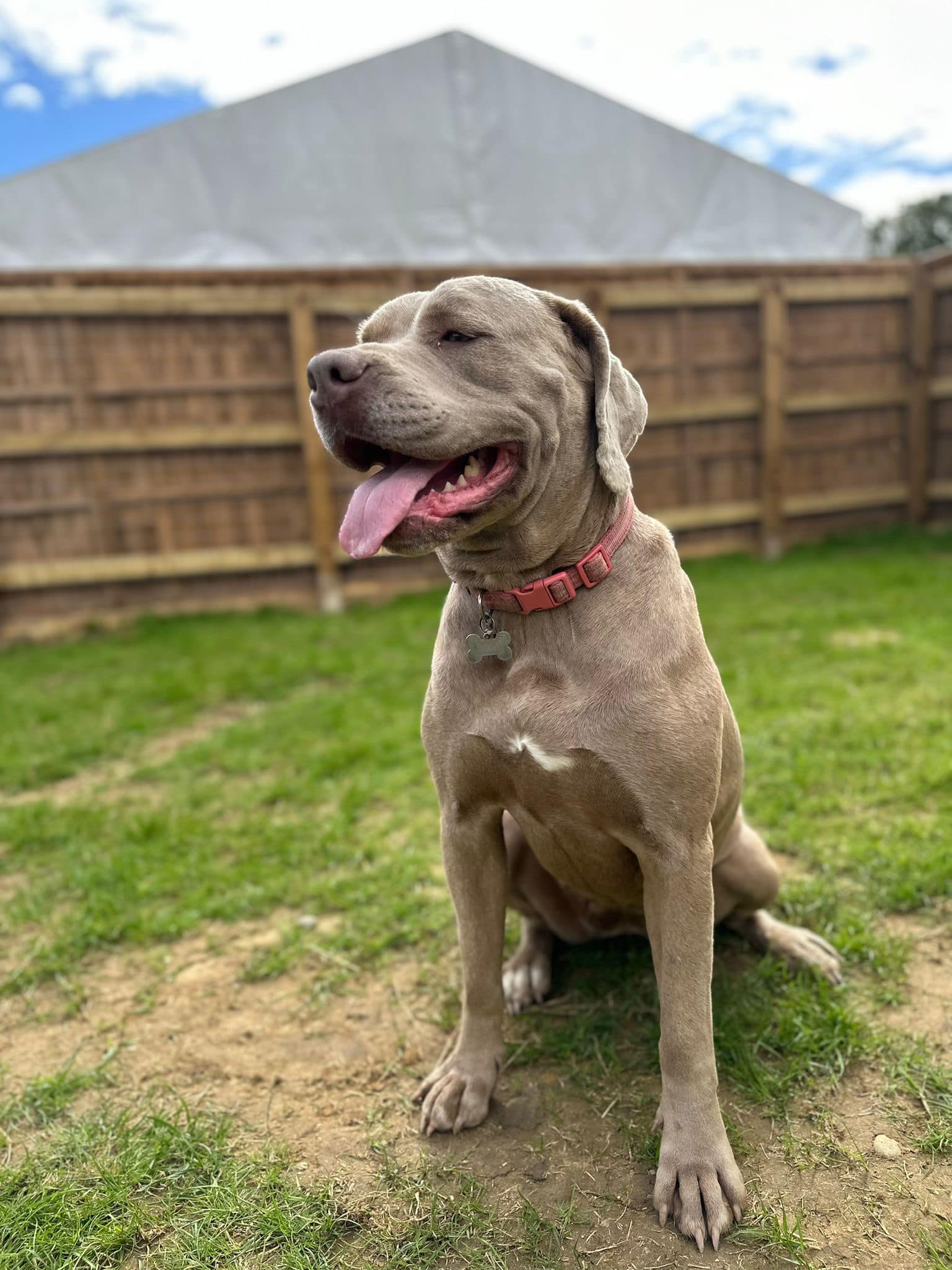 One year of loving Blu the XL Bully cross