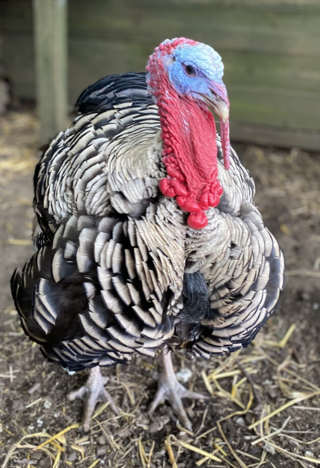 Why the life of a turkey is worth more than a Christmas dinner