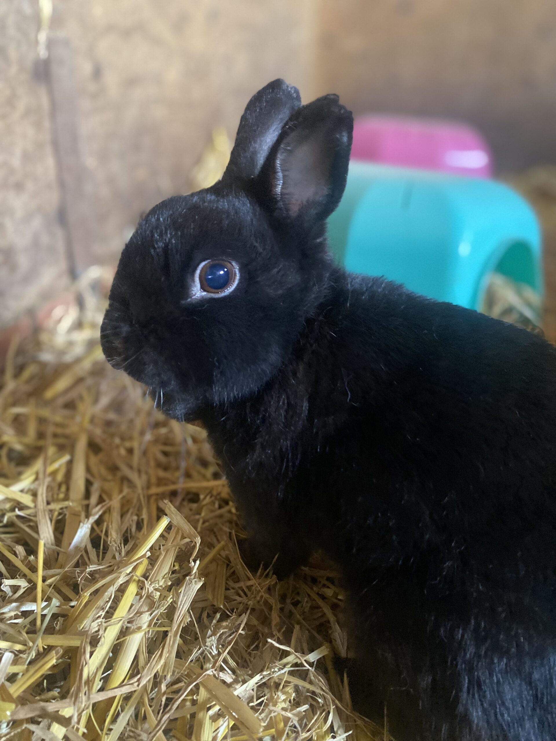 We sadly lost Midnight the rabbit to E-cuniculi
