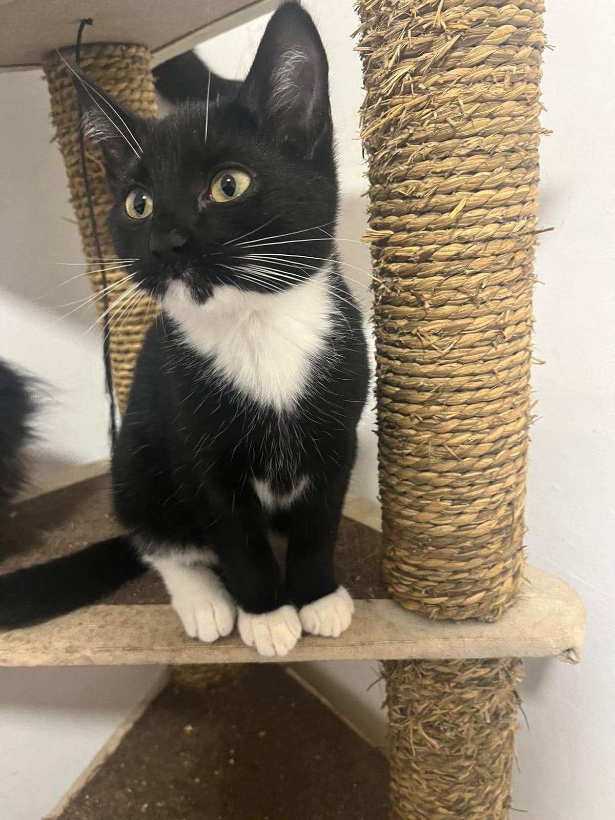 Kittens for re-homing at Hopefield Animal Sanctuary