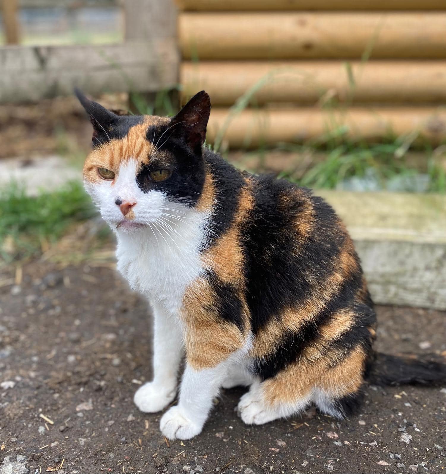 RIP Beautiful Tilly the Cat