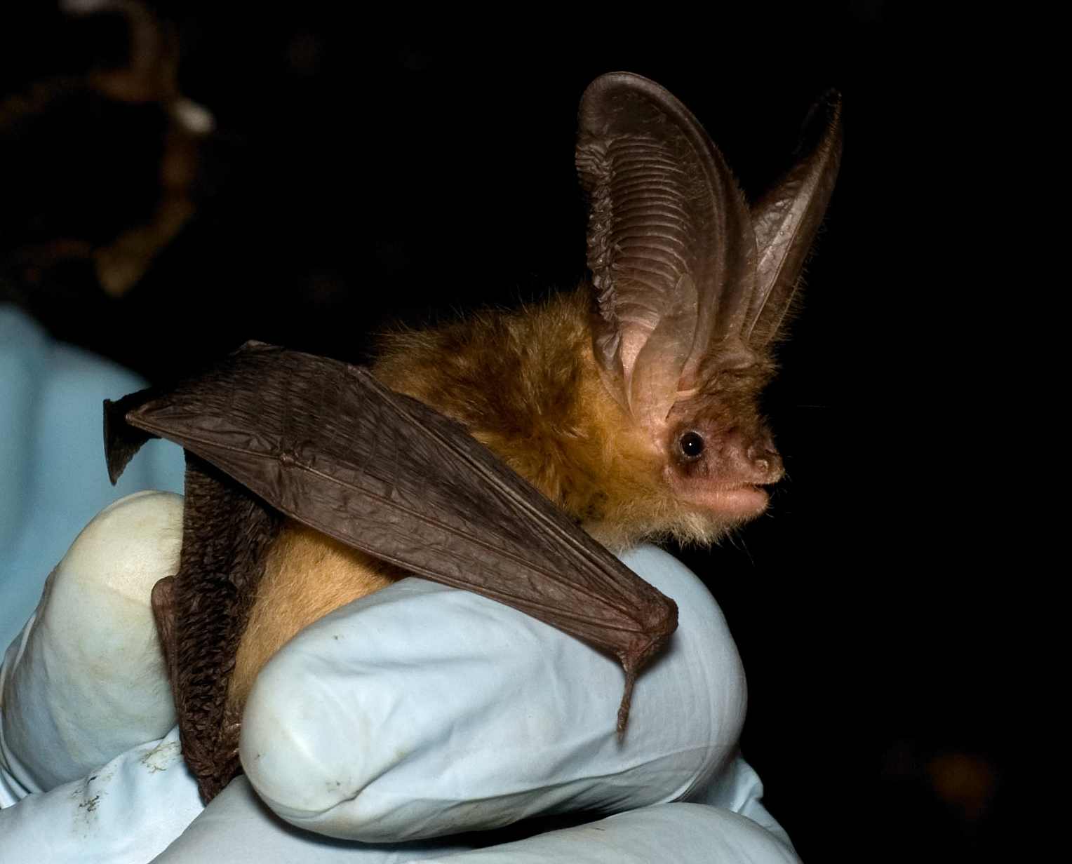Bat Talk & Walk | Hopefield Animal Sanctuary & Visitor Centre