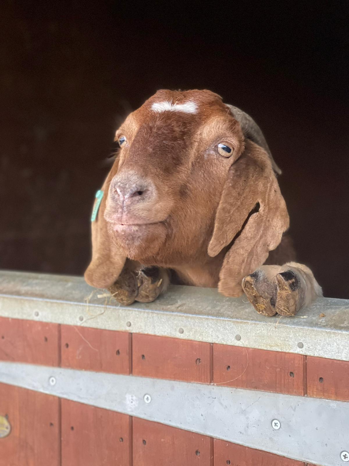 Welcome to Hopefield Gigi and Buster the goats | Hopefield Animal ...