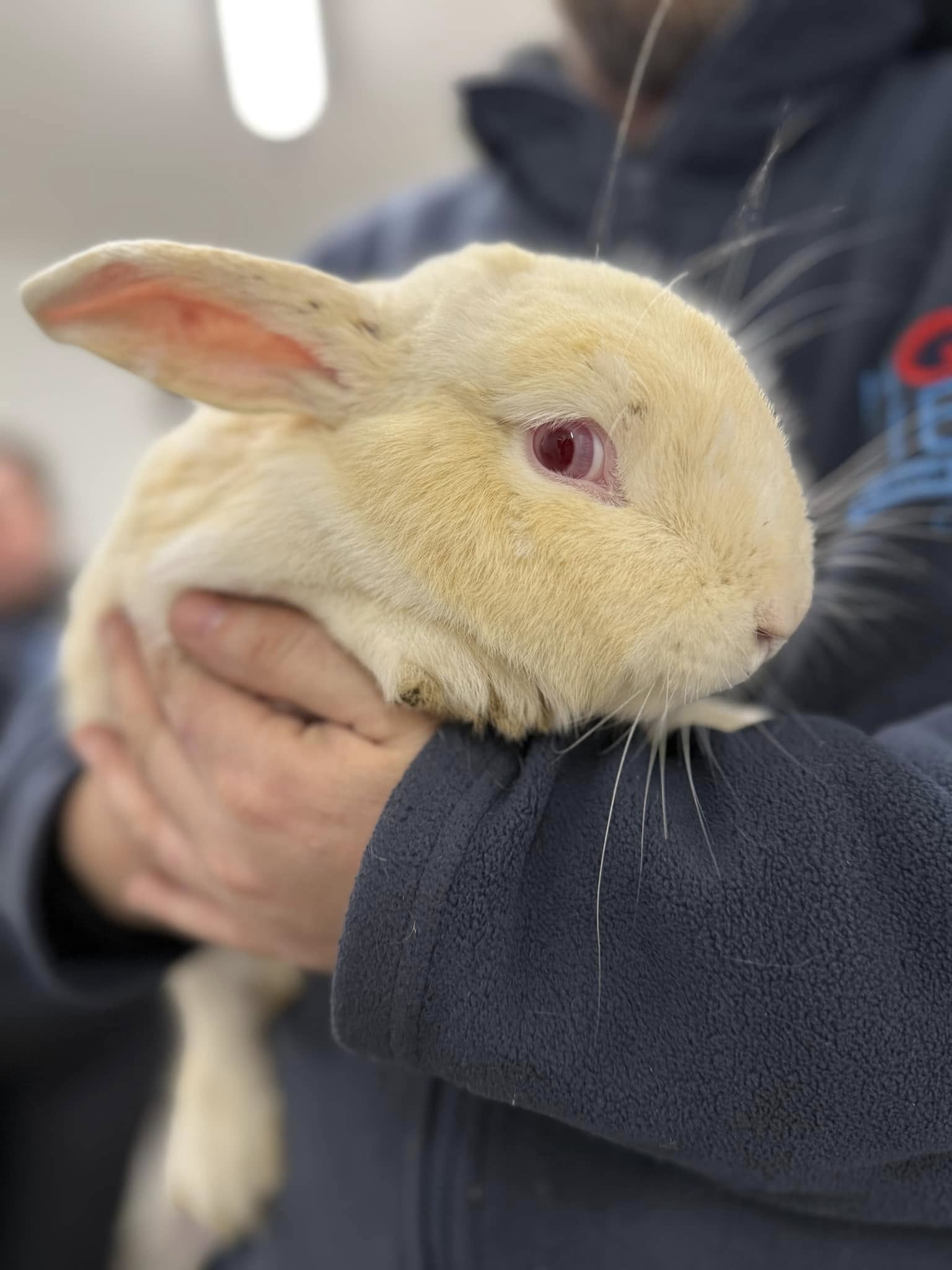 Rabbit rescue in Essex: Lost bunny in Brentwood