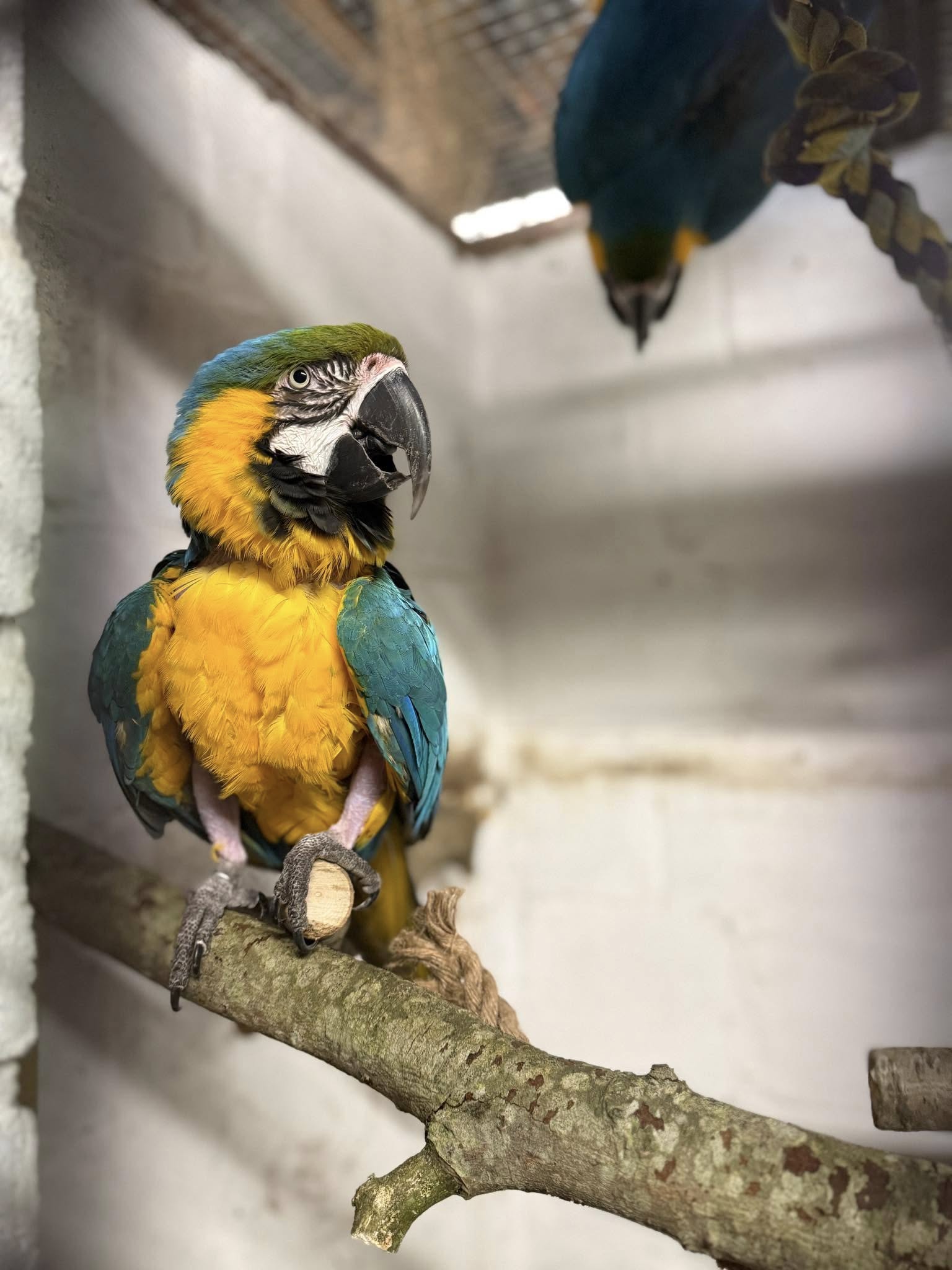 Exotic pet rescue in Essex: Five macaws have arrived at Hopefield