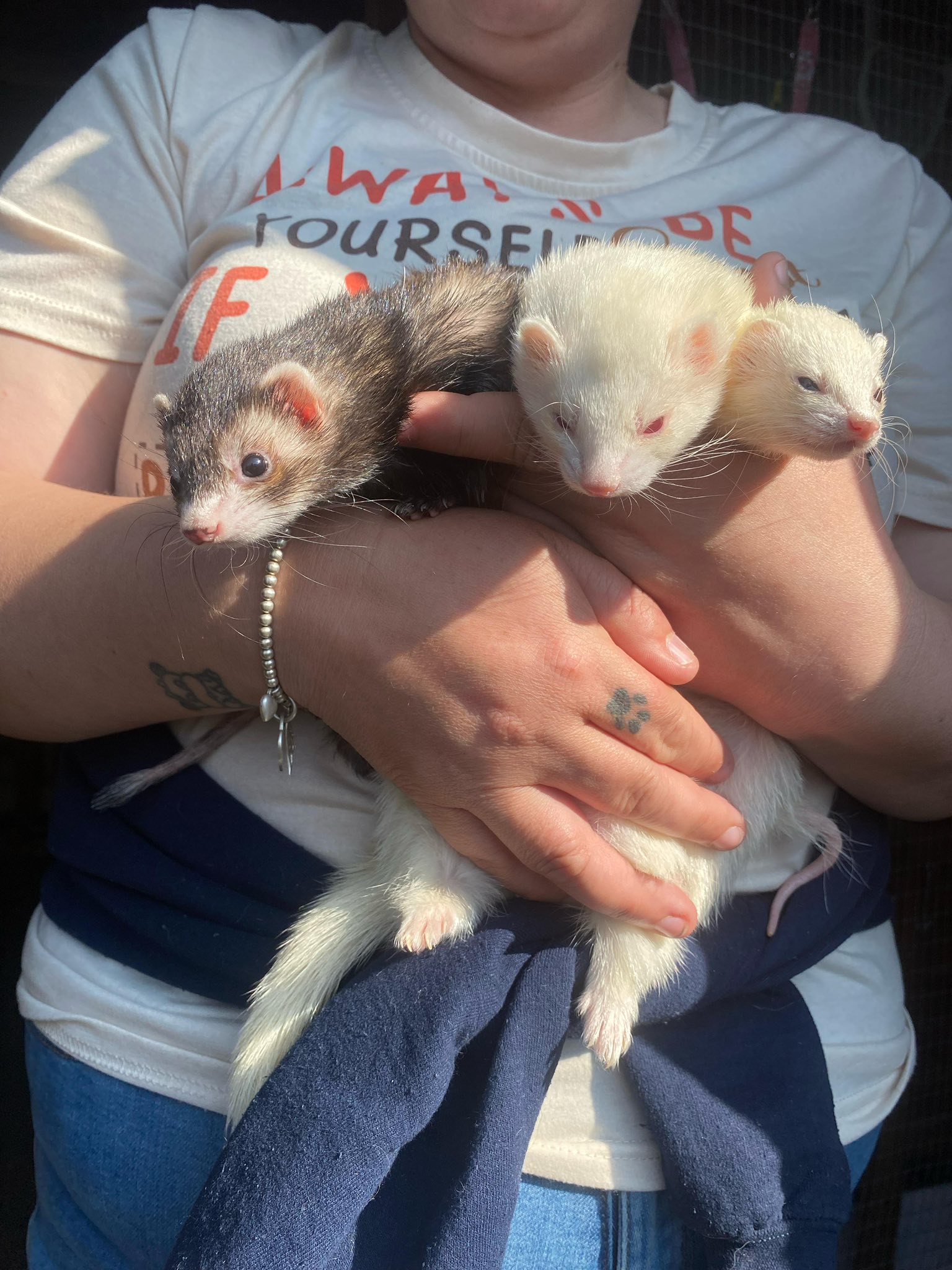 New arrivals: Micro ferrets and a bearded dragon!