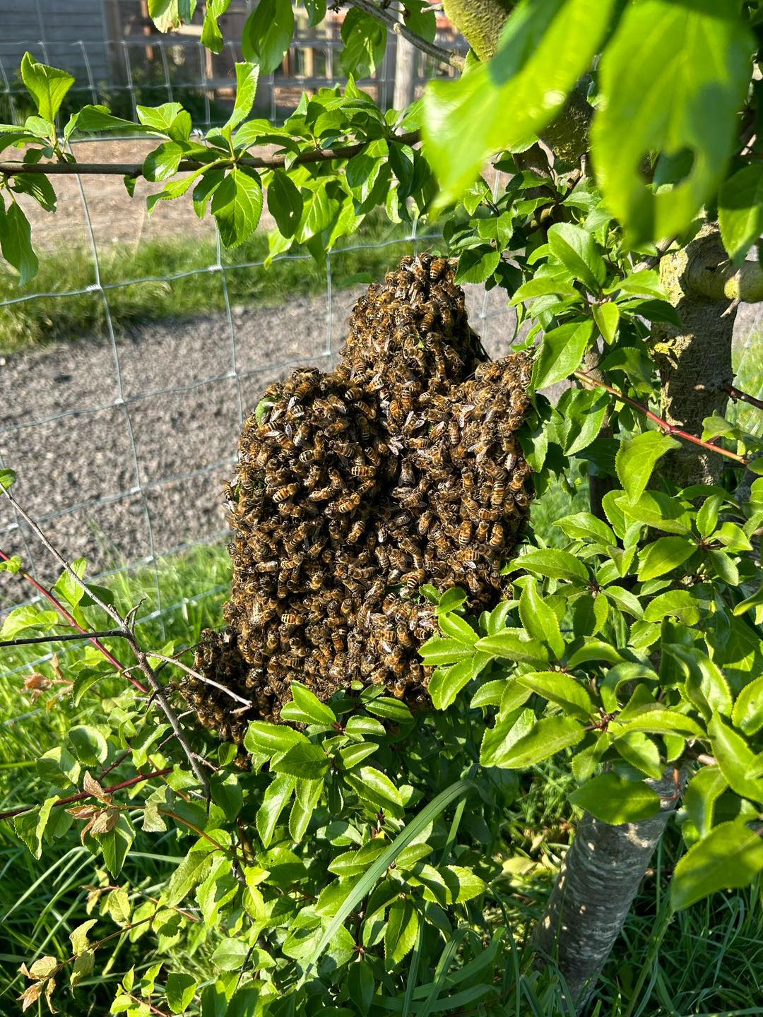 Bees in Brentwood: Hopefield's wild visitors! | Hopefield Animal ...