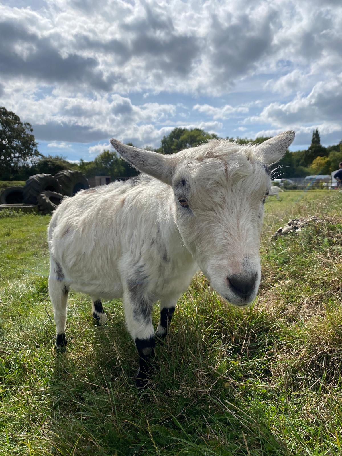 Best Ethical Family Day Out in Essex - Hopefield Animal Sanctuary
