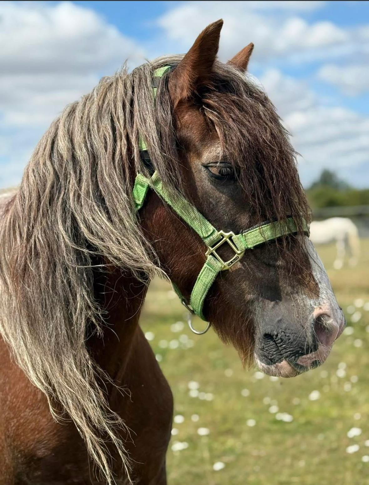 Rusty the Horse is recovering from colic