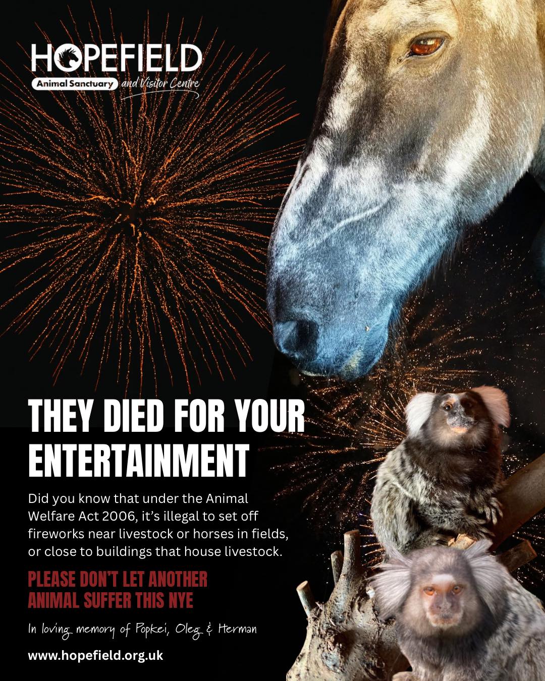 New Year’s Eve Fireworks: Please Put Animal Wellbeing First | Hopefield ...